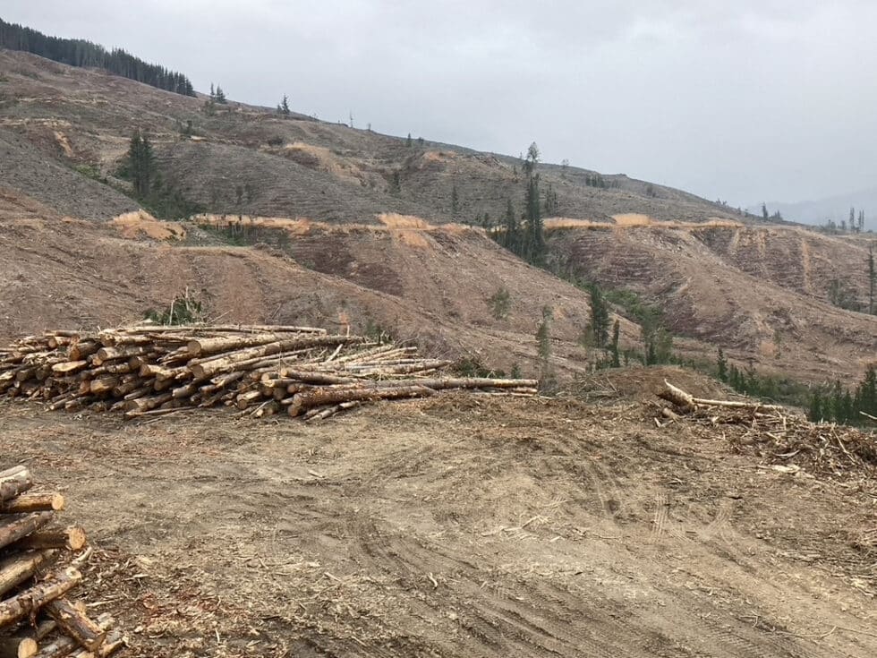 Carbon Dioxide Removal Narrative is Greenwashing Monoculture Tree ...